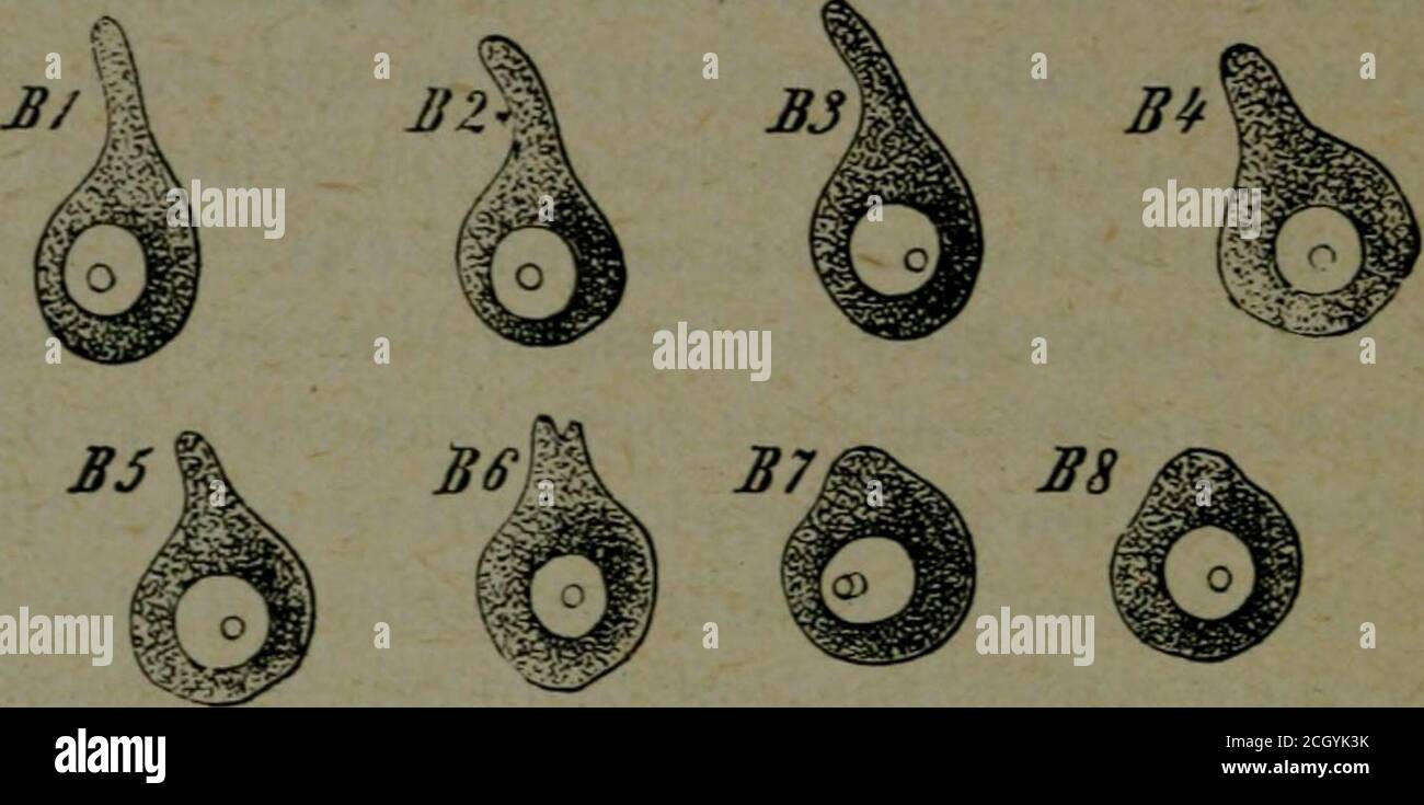 . Cell intelligence; the cause of growth, heredity and instinctive ...