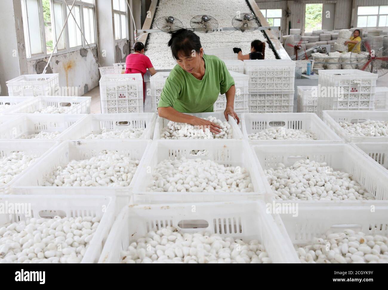 Rearing of silkworms hi-res stock photography and images - Alamy
