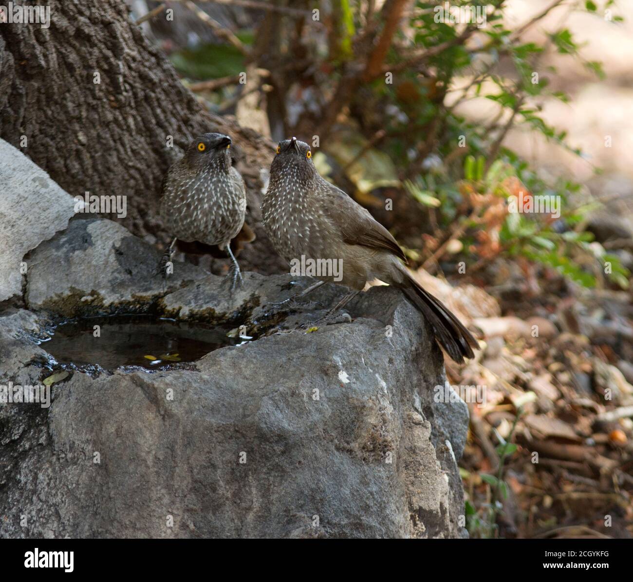 Alpha pair breeding hi-res stock photography and images - Alamy
