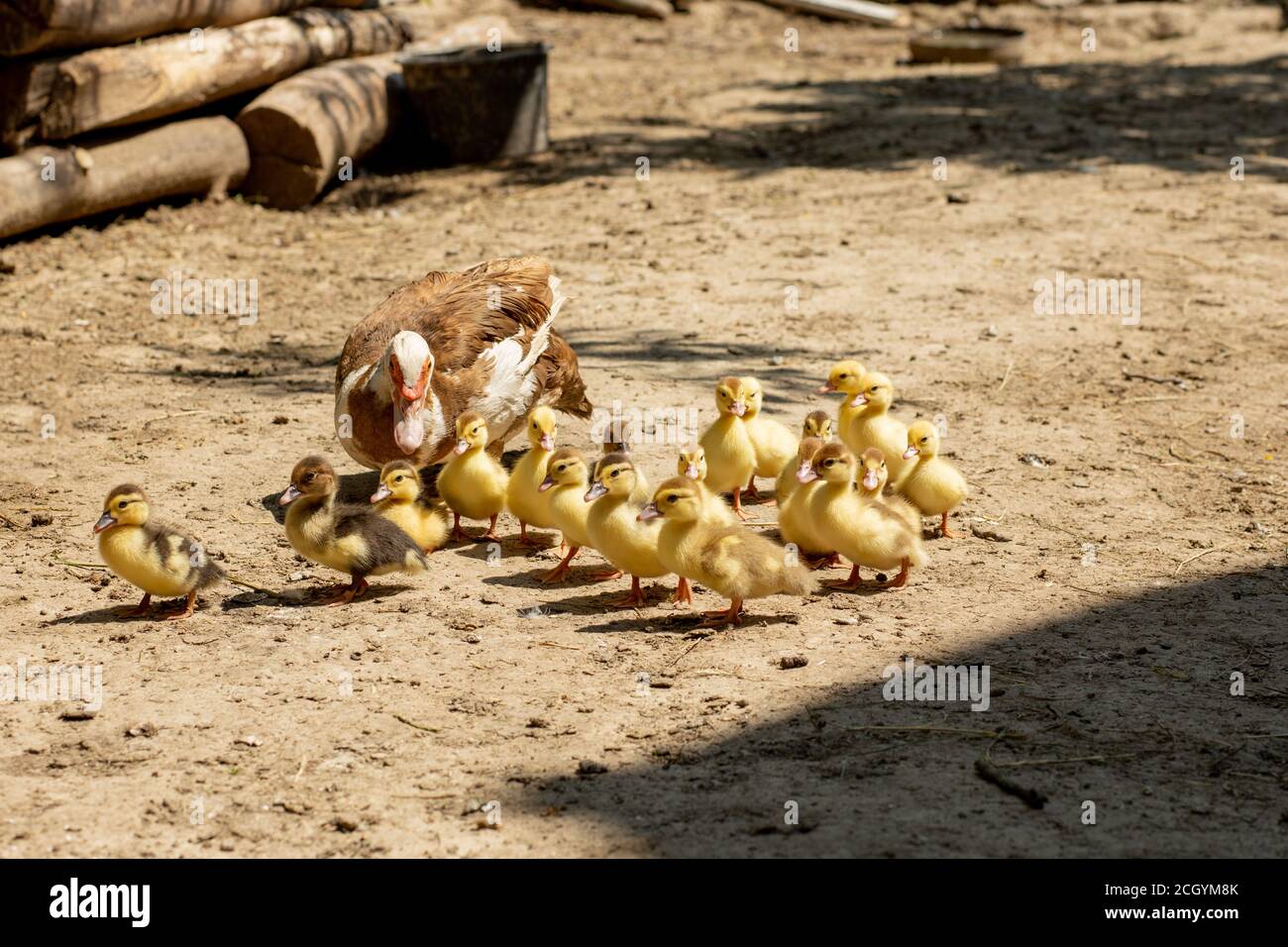 Mallard chicks following mother hi-res stock photography and images - Alamy