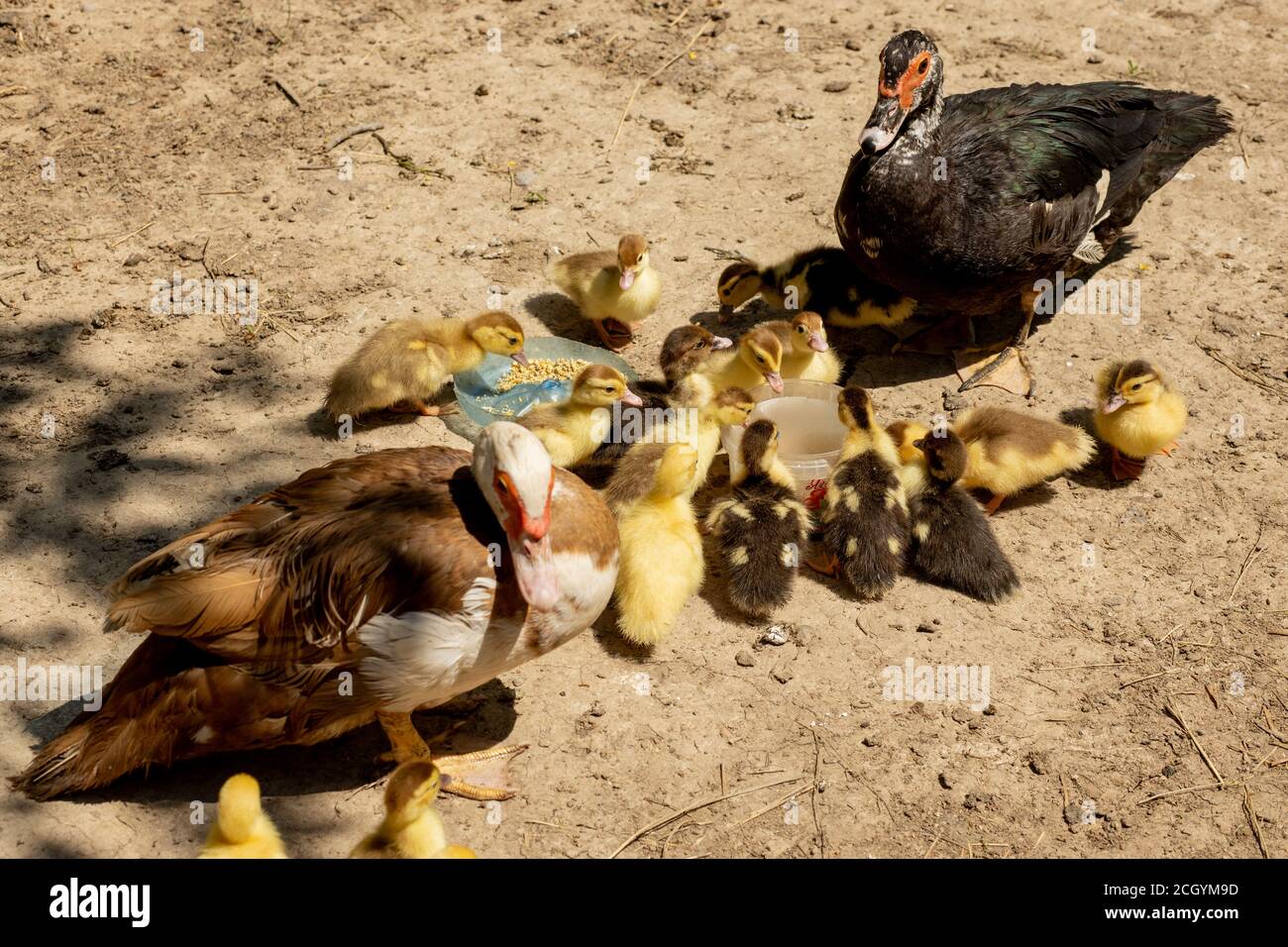 Mother duck with her ducklings. There are many ducklings following the ...