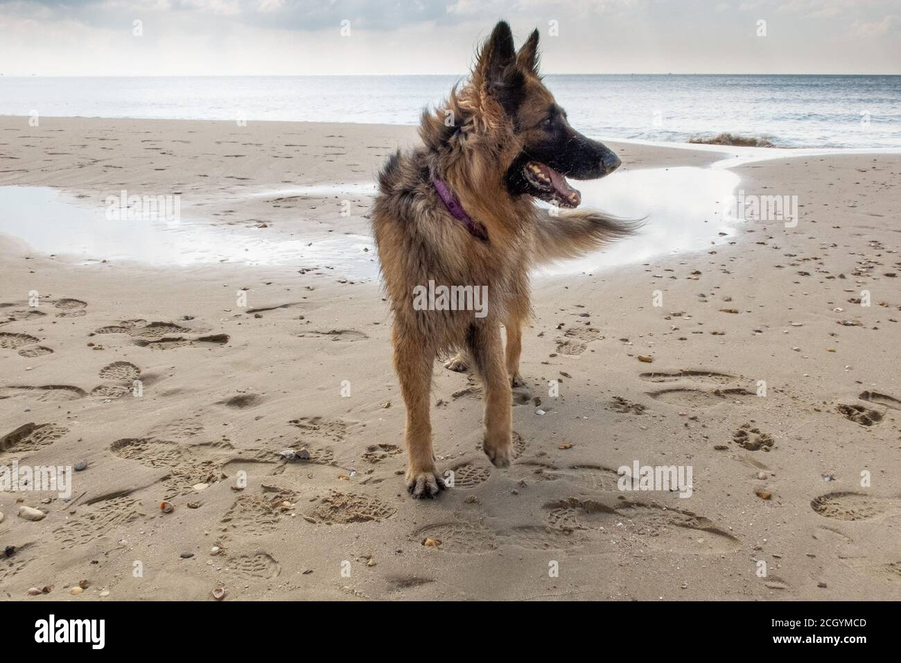 German shepherd cross hi-res stock photography and images - Alamy