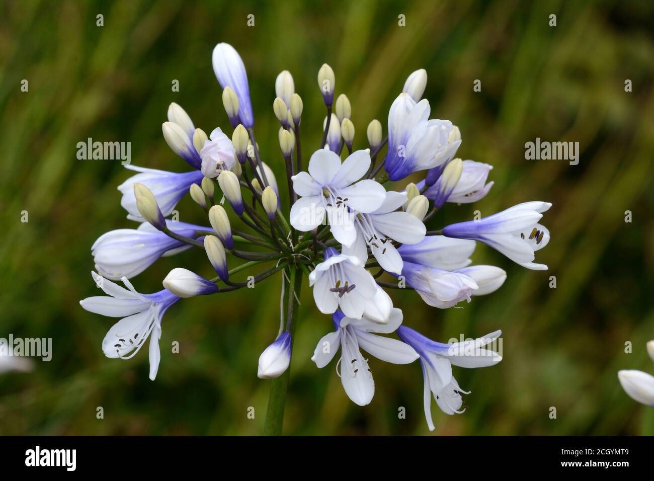 Agapanthus Twister African Liily Lily of the Nile blue and white ...