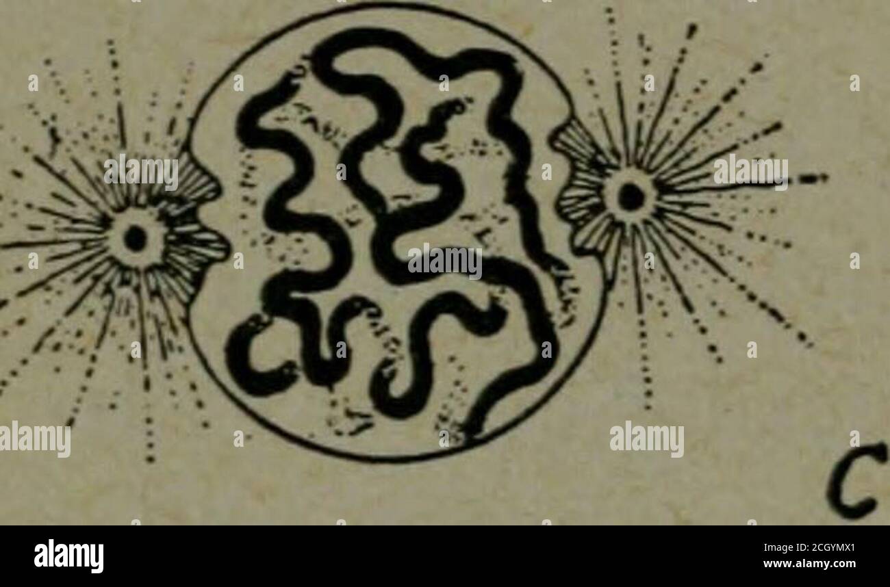 . Cell intelligence; the cause of growth, heredity and instinctive ...