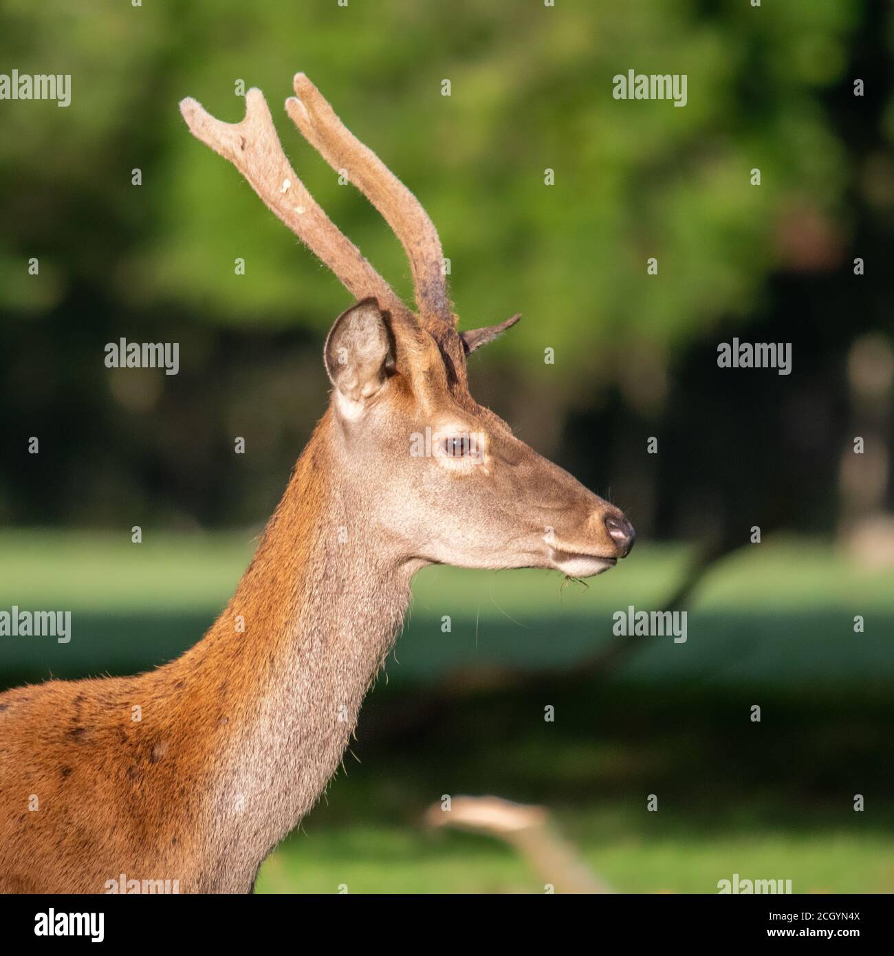 Warnham park hi-res stock photography and images - Alamy