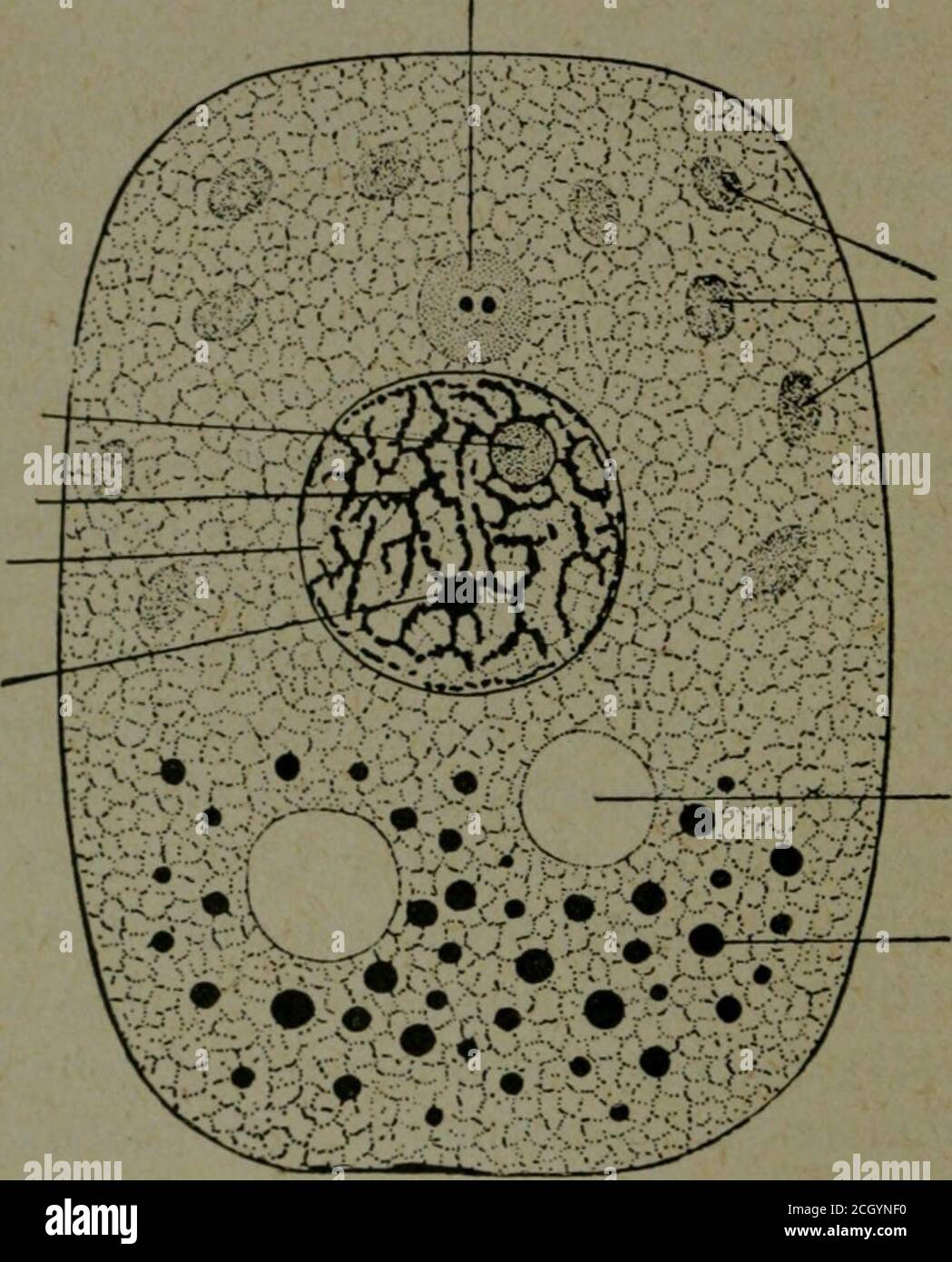 . Cell intelligence; the cause of growth, heredity and instinctive ...