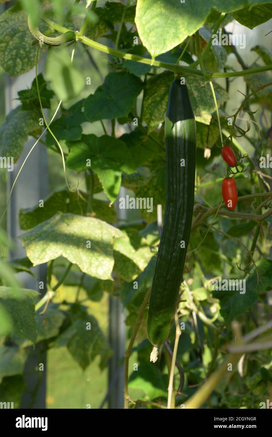 Cluster cucumber hi-res stock photography and images - Alamy