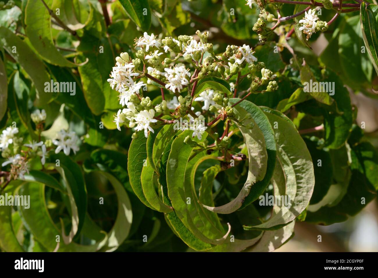 Leaves and flowers of the heptacodium miconionides tree seven son tree ...