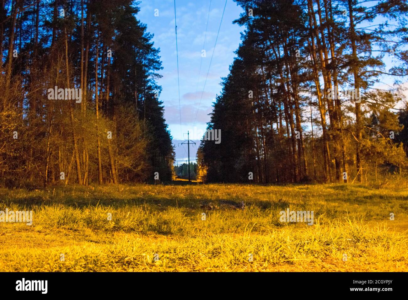 forest night tree landscape lantern Stock Photo - Alamy