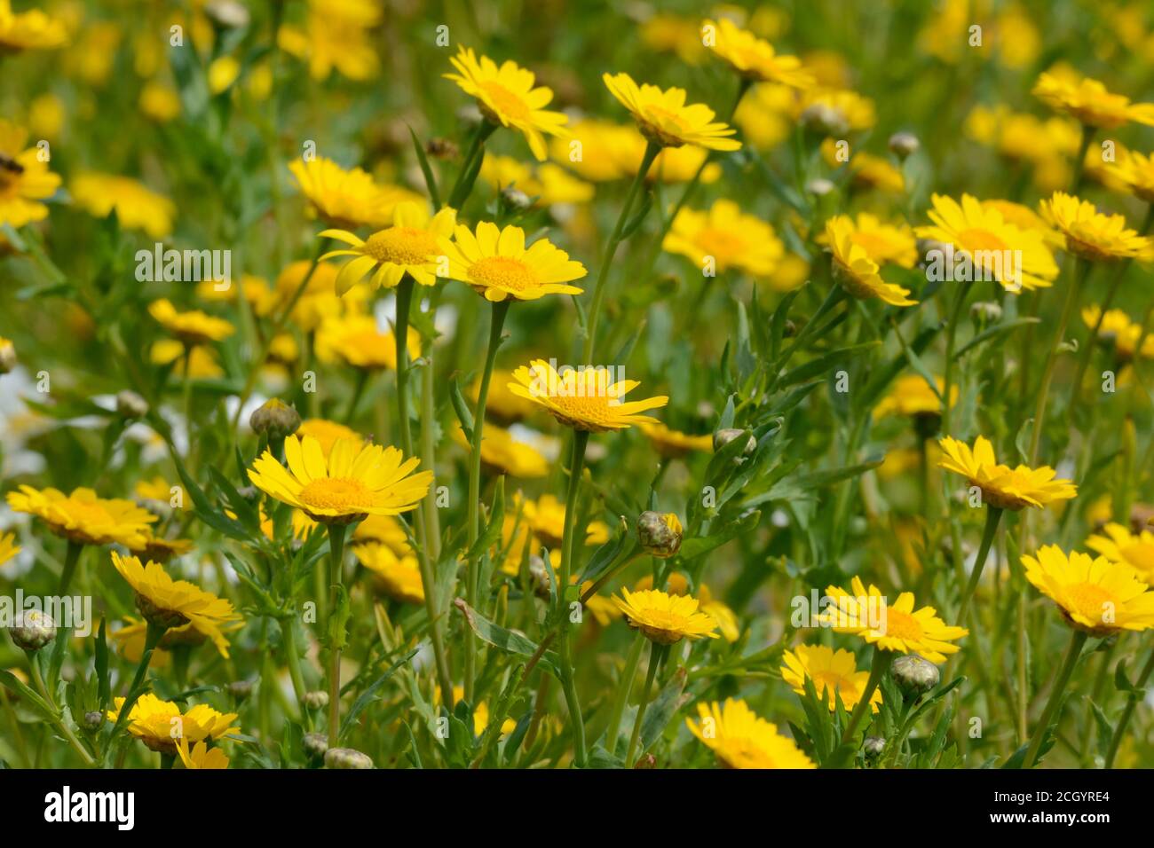 A field of corn marigold flowers Glebionis segetum Stock Photo - Alamy