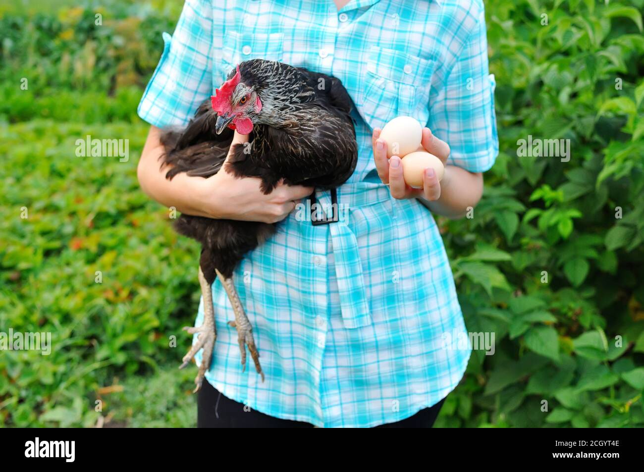 The young worker of poultry farm holds in hand chicken a layer and ...