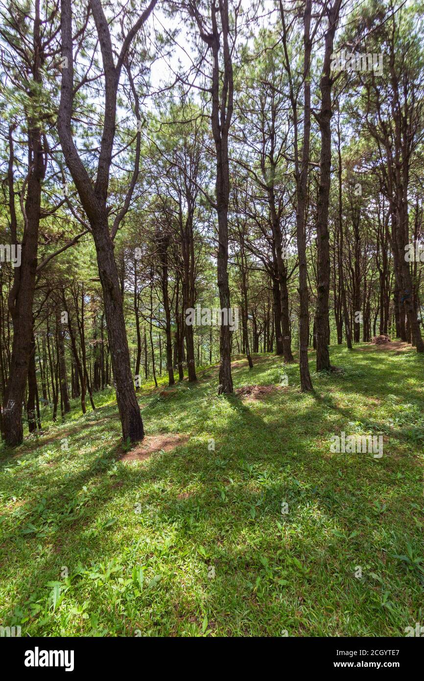 Stand of pine trees at a hill in Baguio City Stock Photo - Alamy
