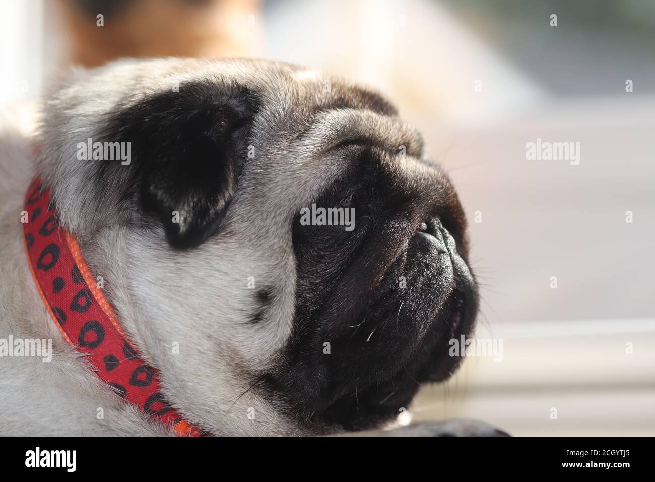 Mops on the head hi-res stock photography and images - Alamy