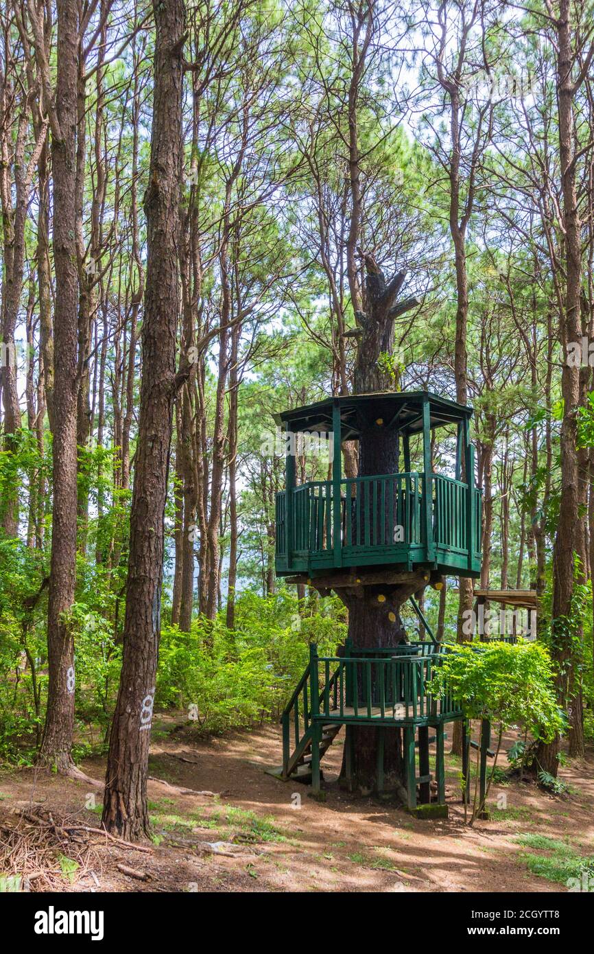 Tree house at a pine forest in Baguio City Stock Photo - Alamy