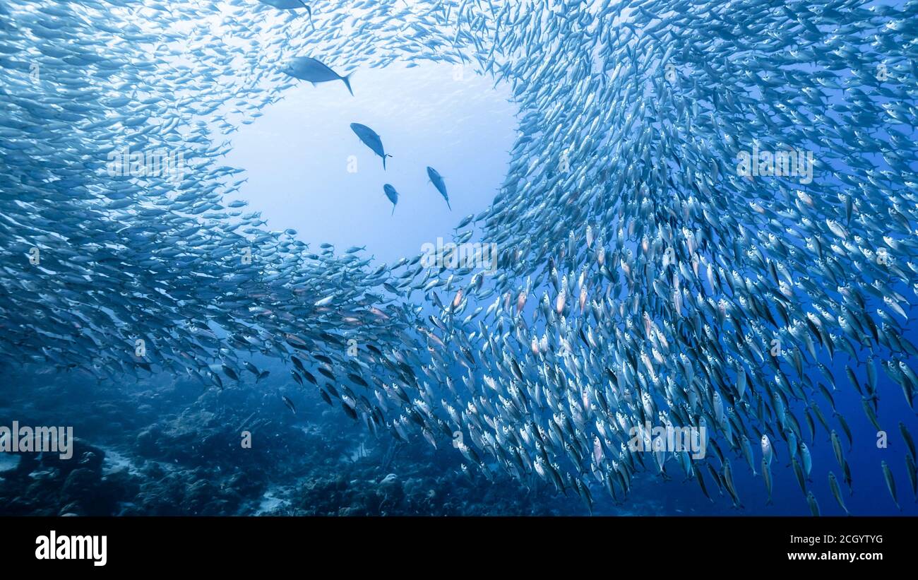 Bait ball hi-res stock photography and images - Alamy