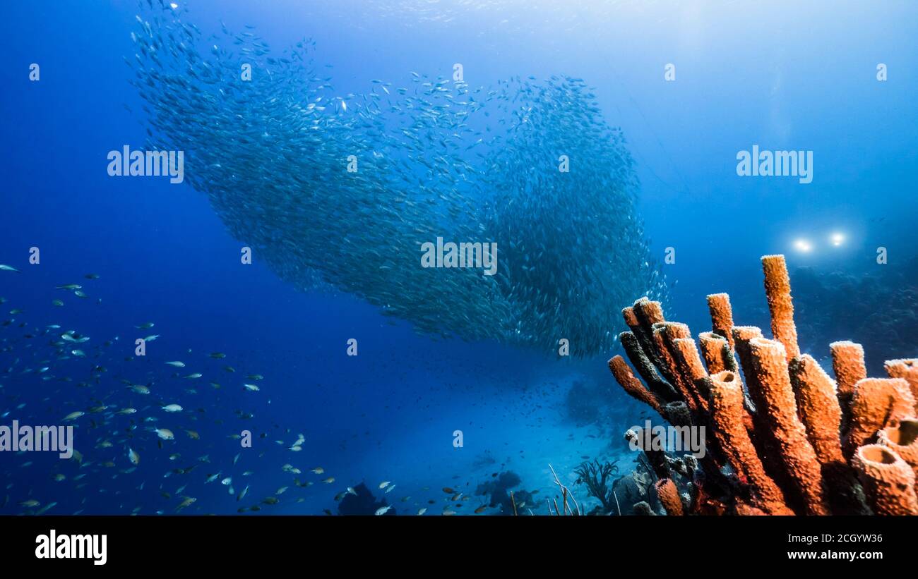 Bait ball / school of fish in turquoise water of coral reef in ...