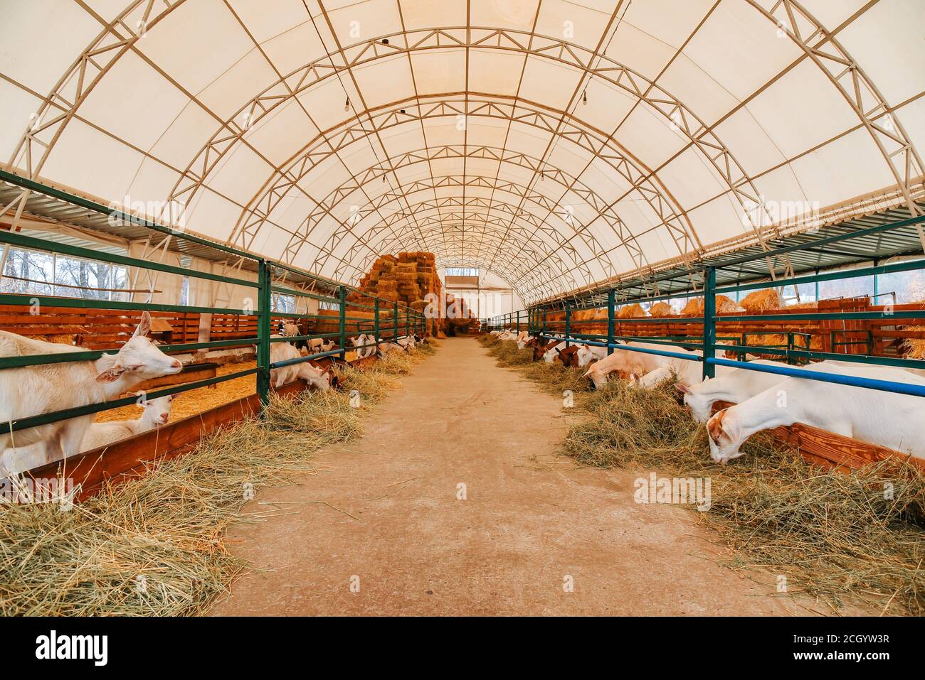 How To Grow Hay For Goats at Jasper Vogel blog