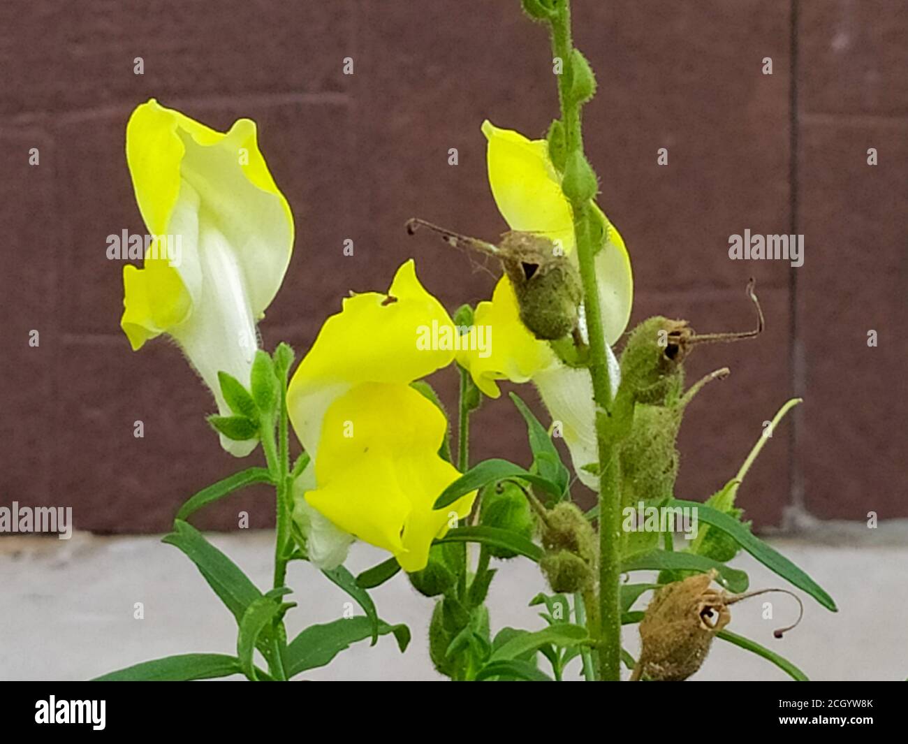 Garden dacha hi-res stock photography and images - Alamy