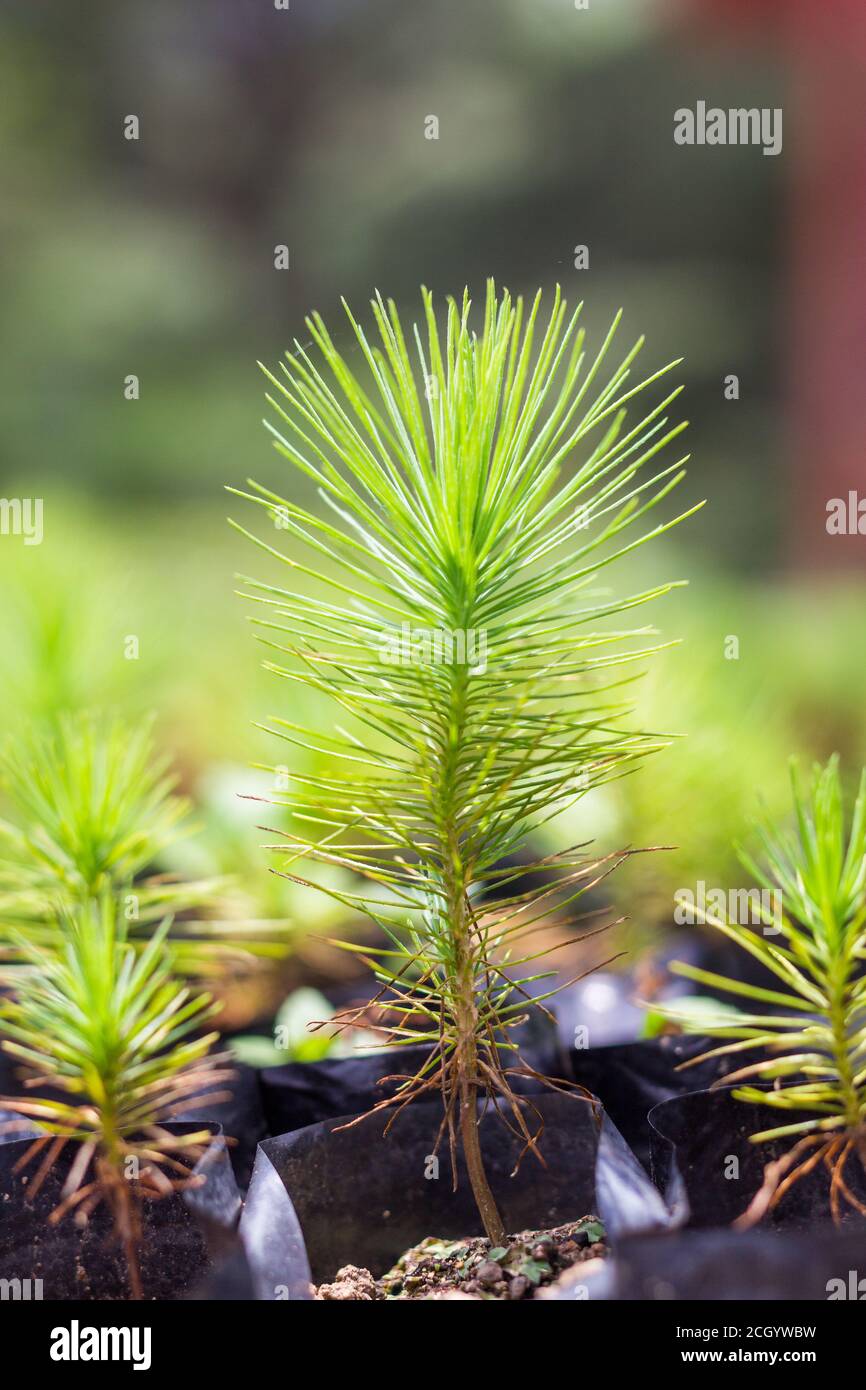 Benguet High Resolution Stock Photography and Images - Alamy