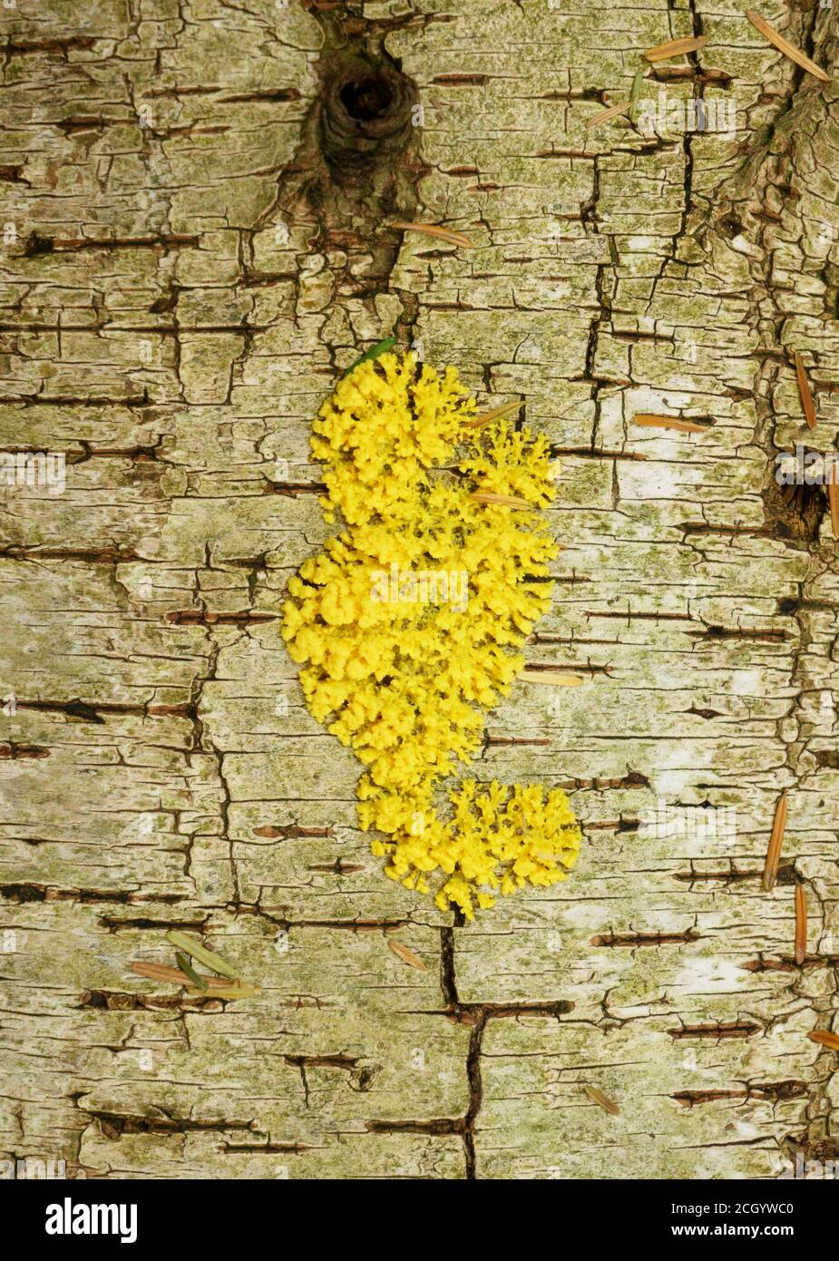 Yellow fungus growing on a rotten Silver birch log Stock Photo - Alamy
