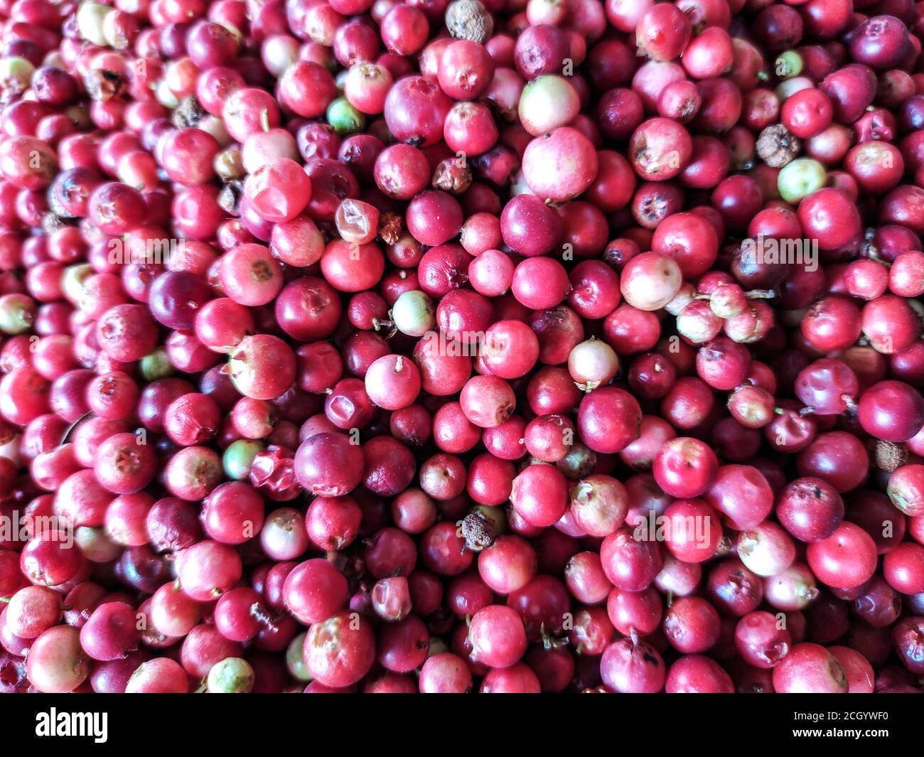 mushroom hog berry cranberry forest White mushroom collected in the ...