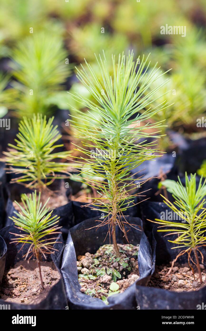 Benguet pine hi-res stock photography and images - Alamy