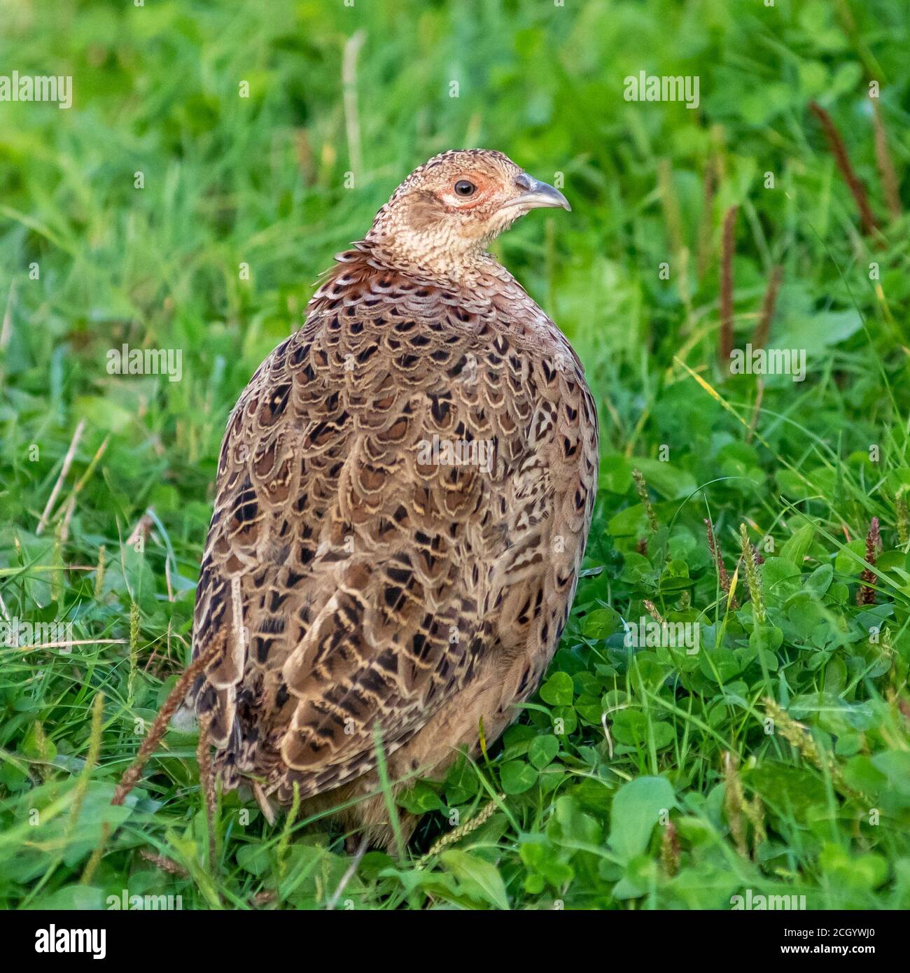 Grouse game bird hi-res stock photography and images - Alamy