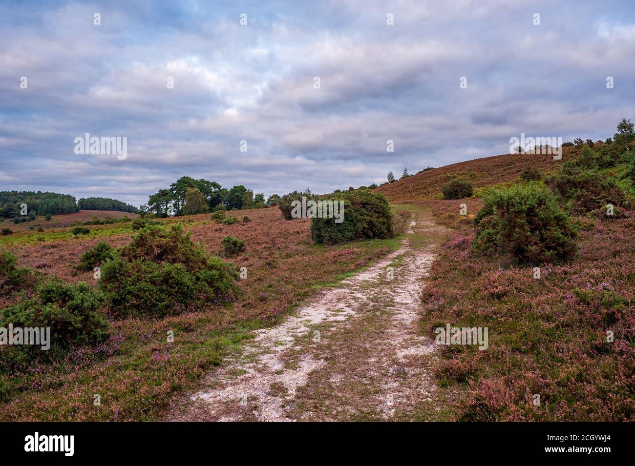 September uk landscape heather hi-res stock photography and images - Alamy
