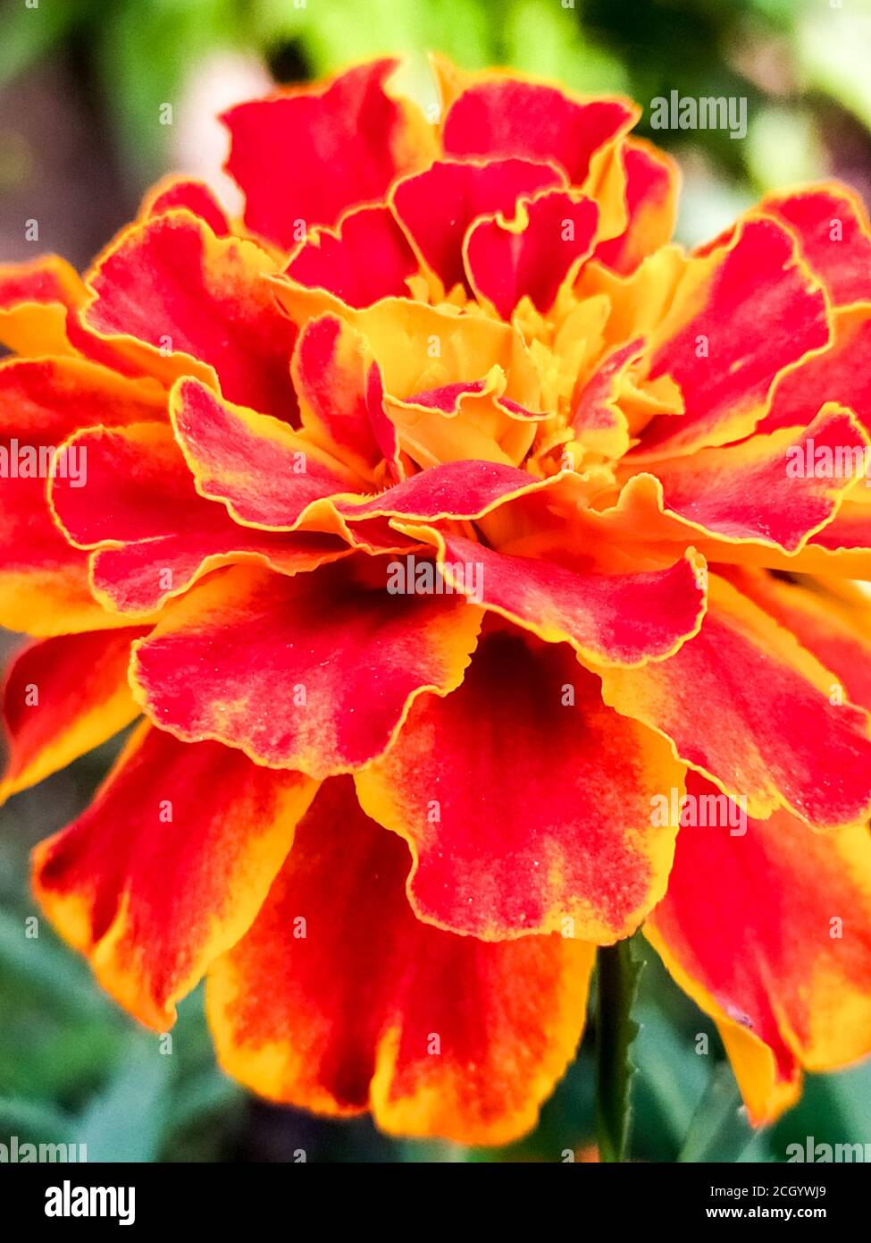 Flower garden garden dacha field texture Stock Photo - Alamy