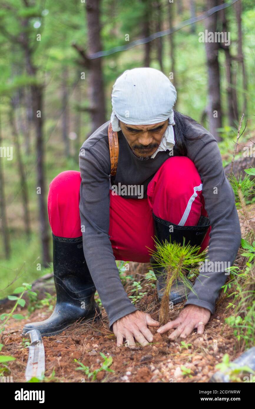 At a pine tree nursery in Benguet, Philipines Stock Photo - Alamy