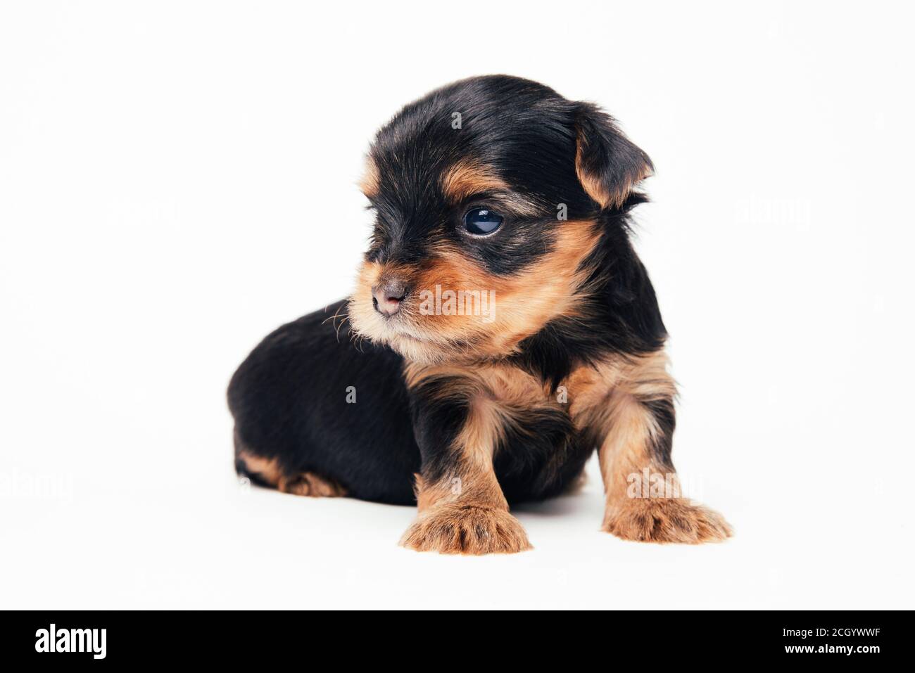 Beautiful close up portrait puppy yorkshire terrier sitting on white ...