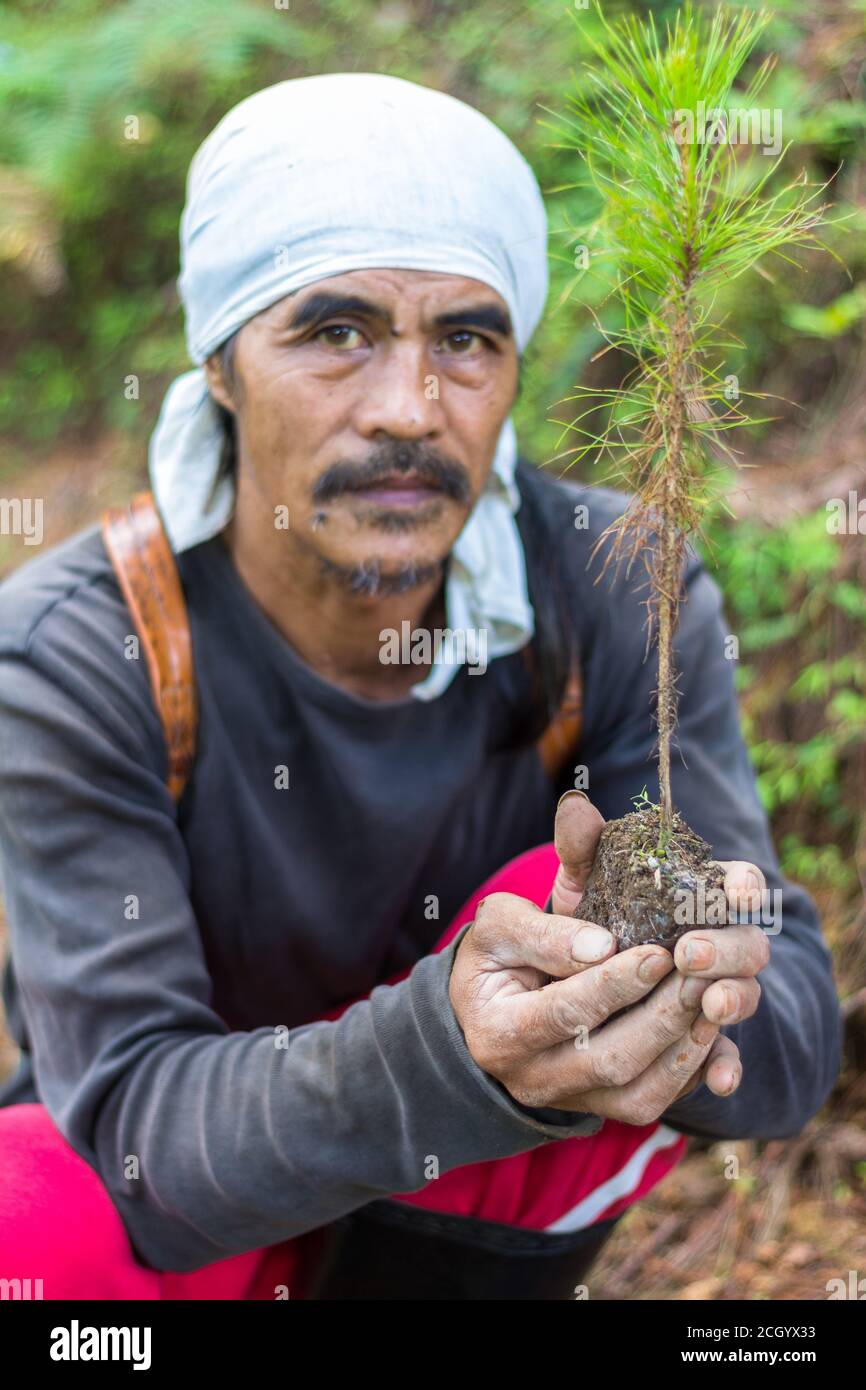 Benguet pine hi-res stock photography and images - Alamy