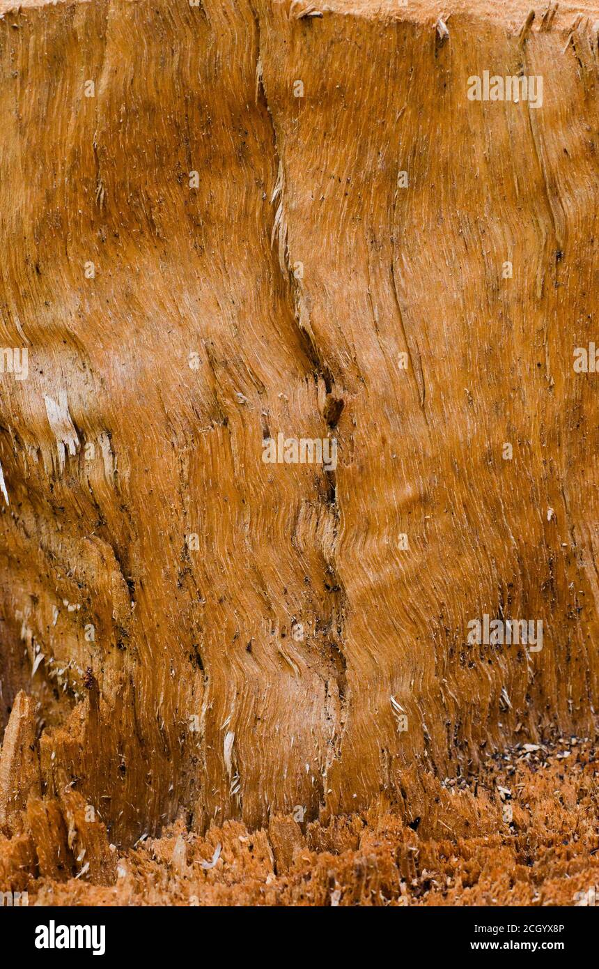 Grunge Texture of Tree Trunk Stock Photo - Alamy