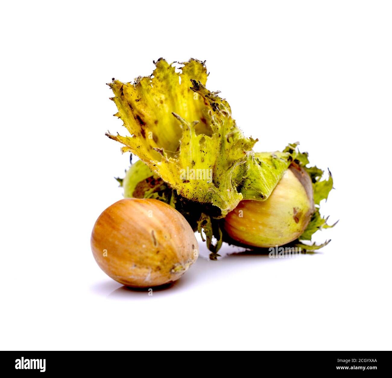 organic hazelnut on izolated white background image Stock Photo - Alamy