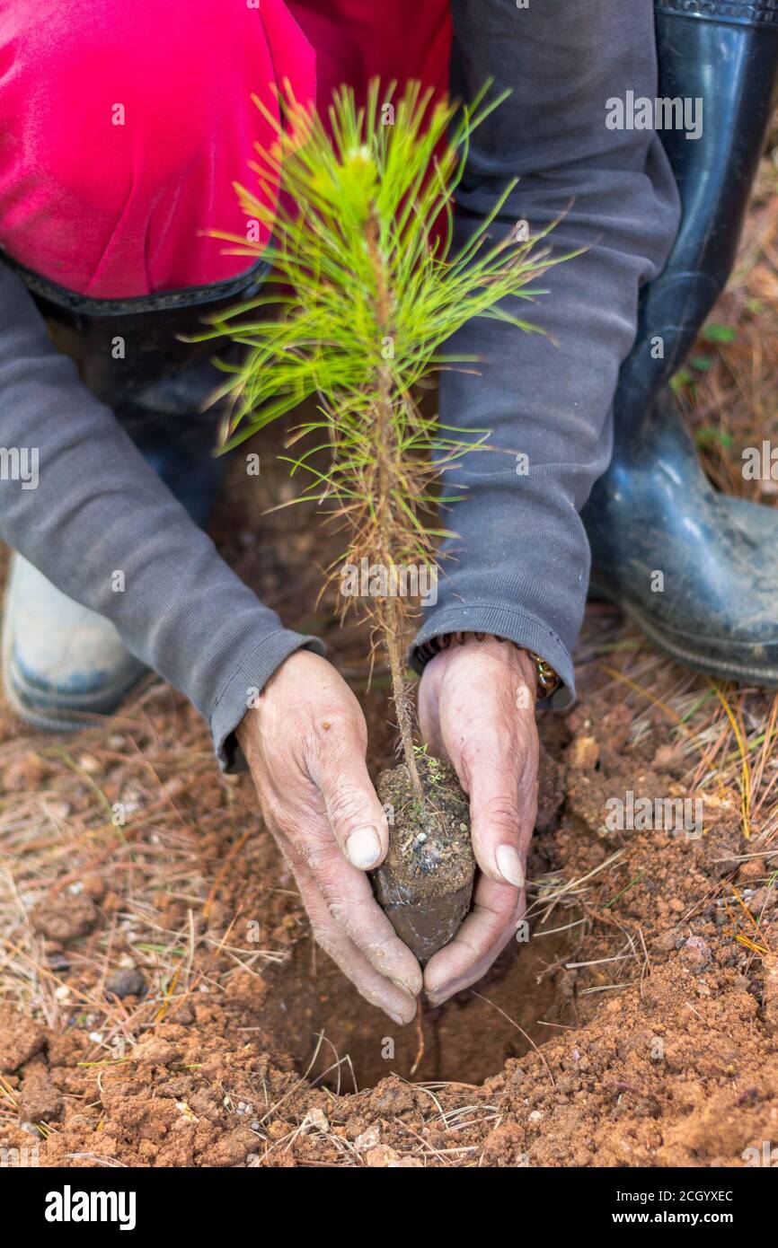 Benguet pine hi-res stock photography and images - Alamy