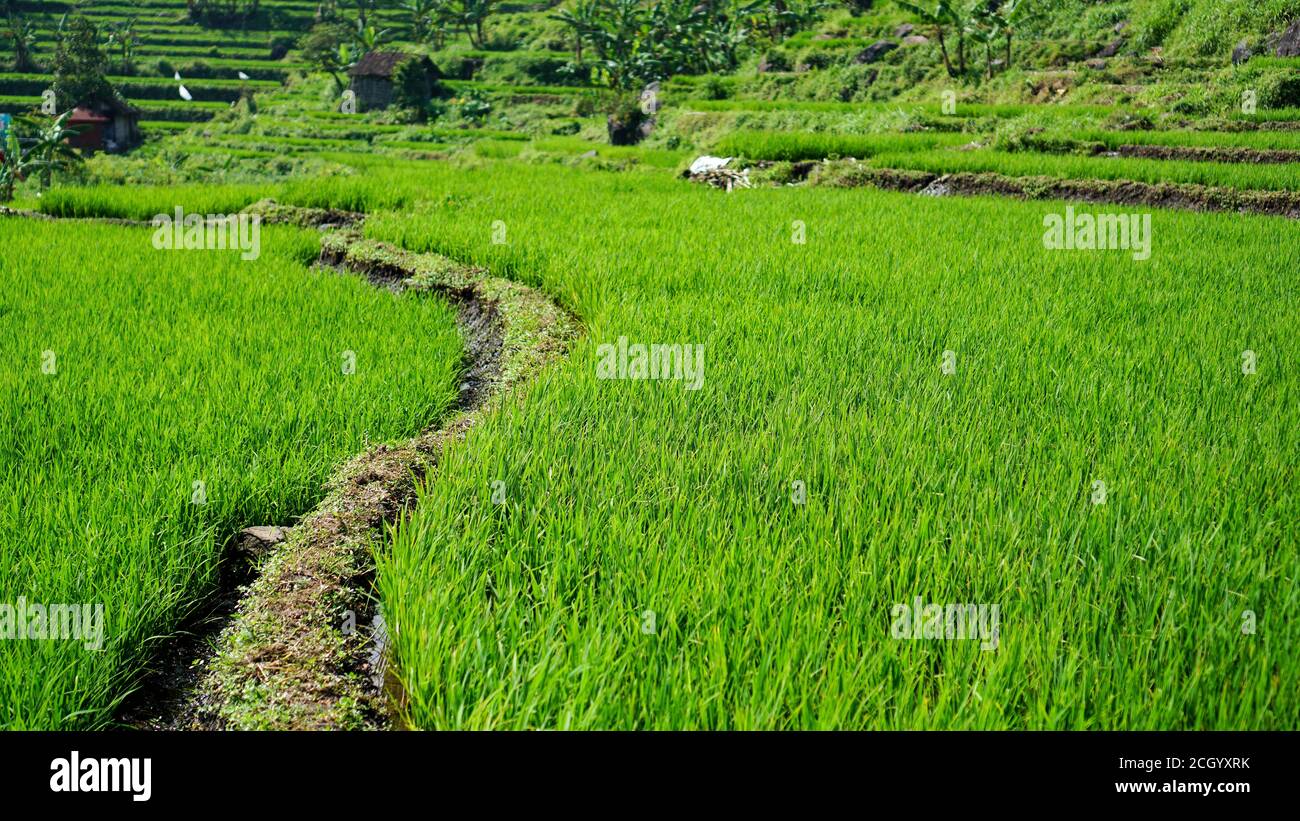 Rice farming brazil hi-res stock photography and images - Alamy