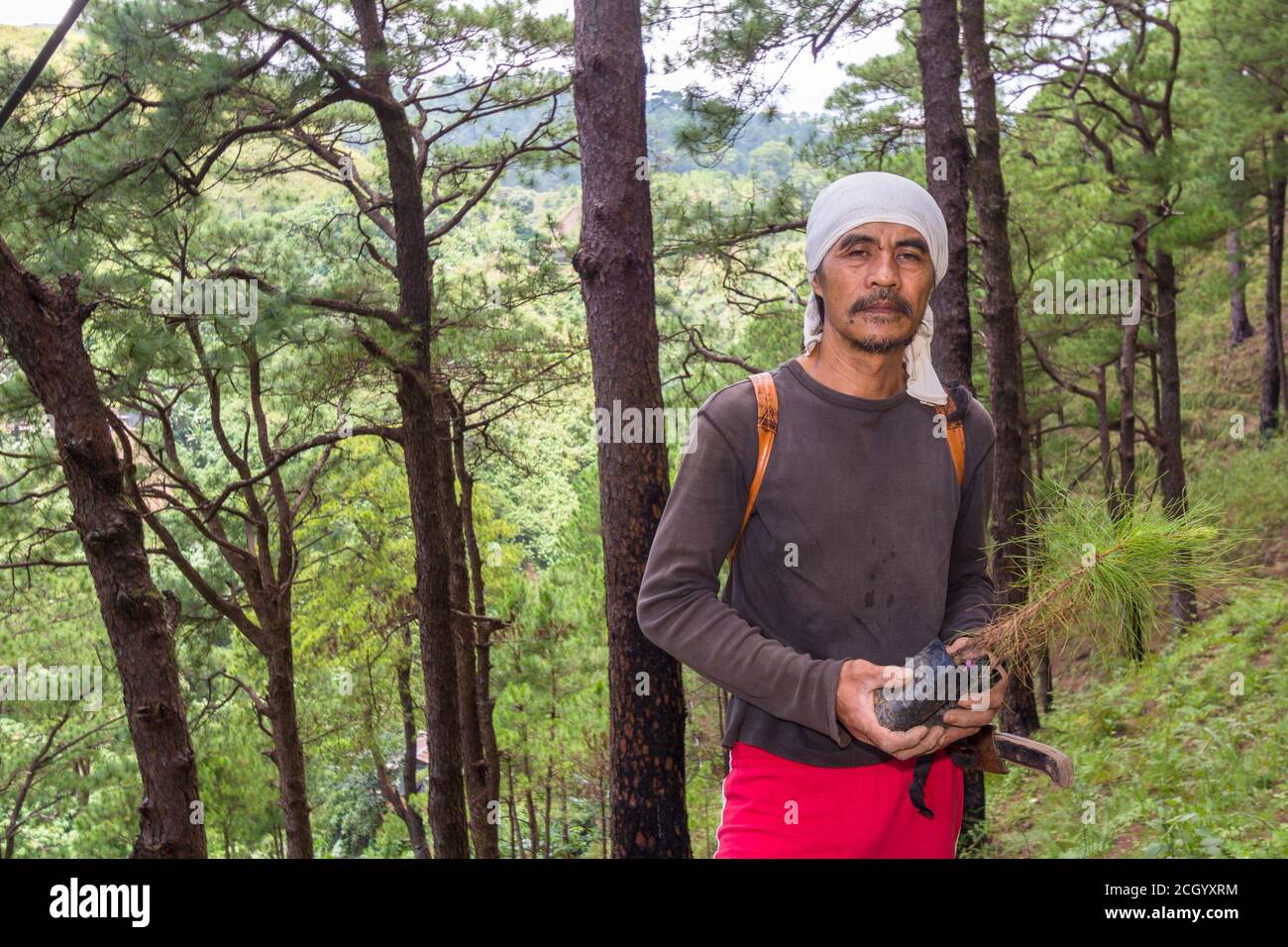 Benguet pine hi-res stock photography and images - Alamy