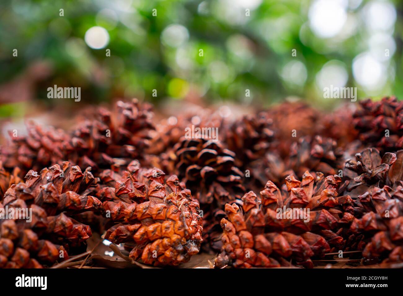 Pinecone cluster hi-res stock photography and images - Alamy