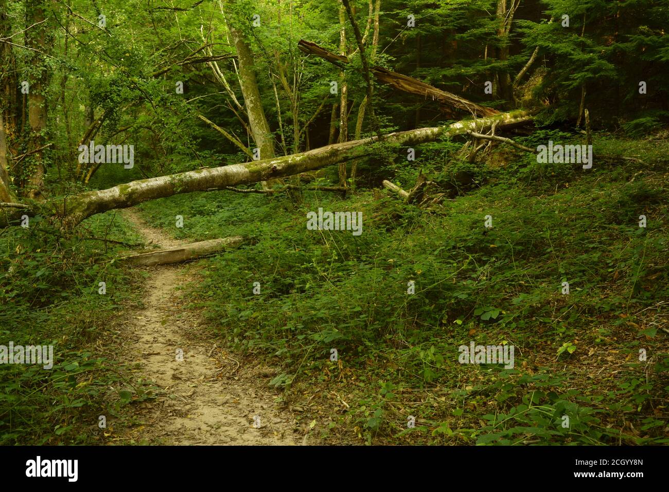Obstruction by a fallen tree hi-res stock photography and images - Alamy