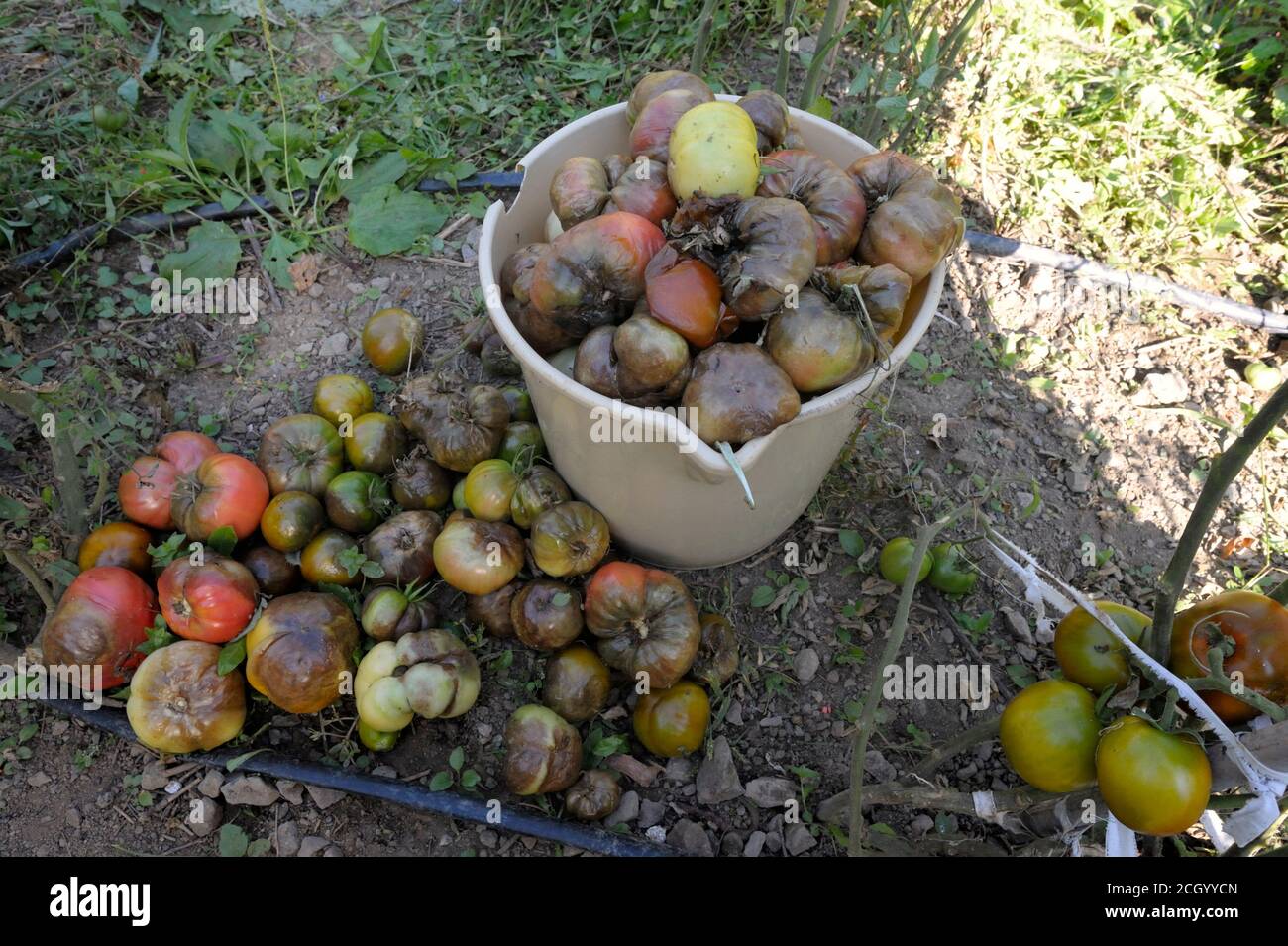 Blight on tomato fruits, lost crop Stock Photo - Alamy