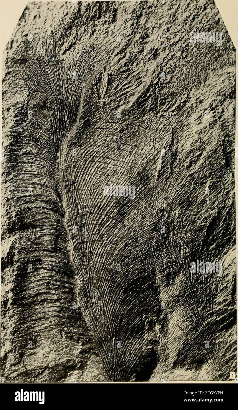 Burgess shale formation hi-res stock photography and images - Alamy