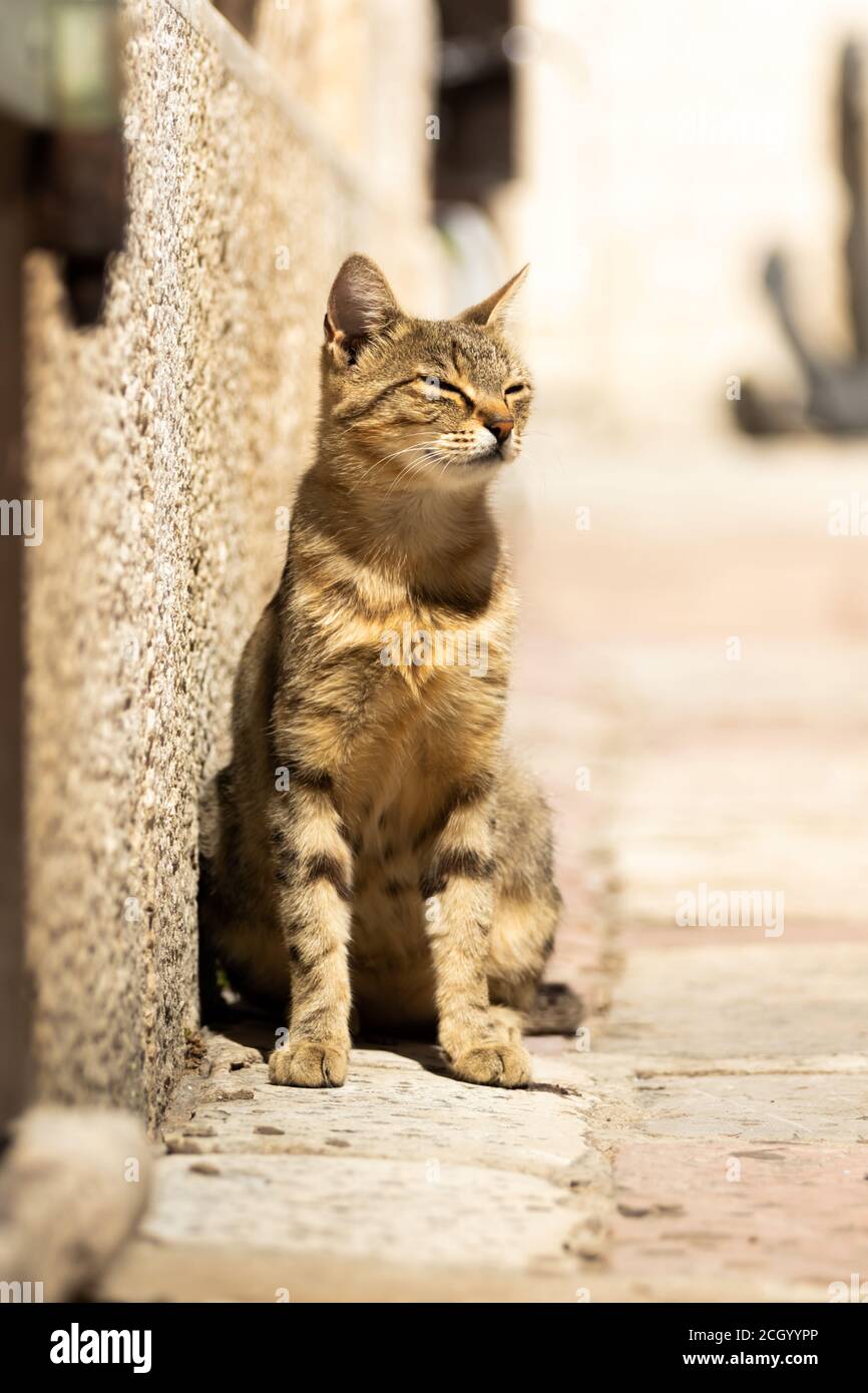 Famous Kotor cats who are very used to people, European old town in ...