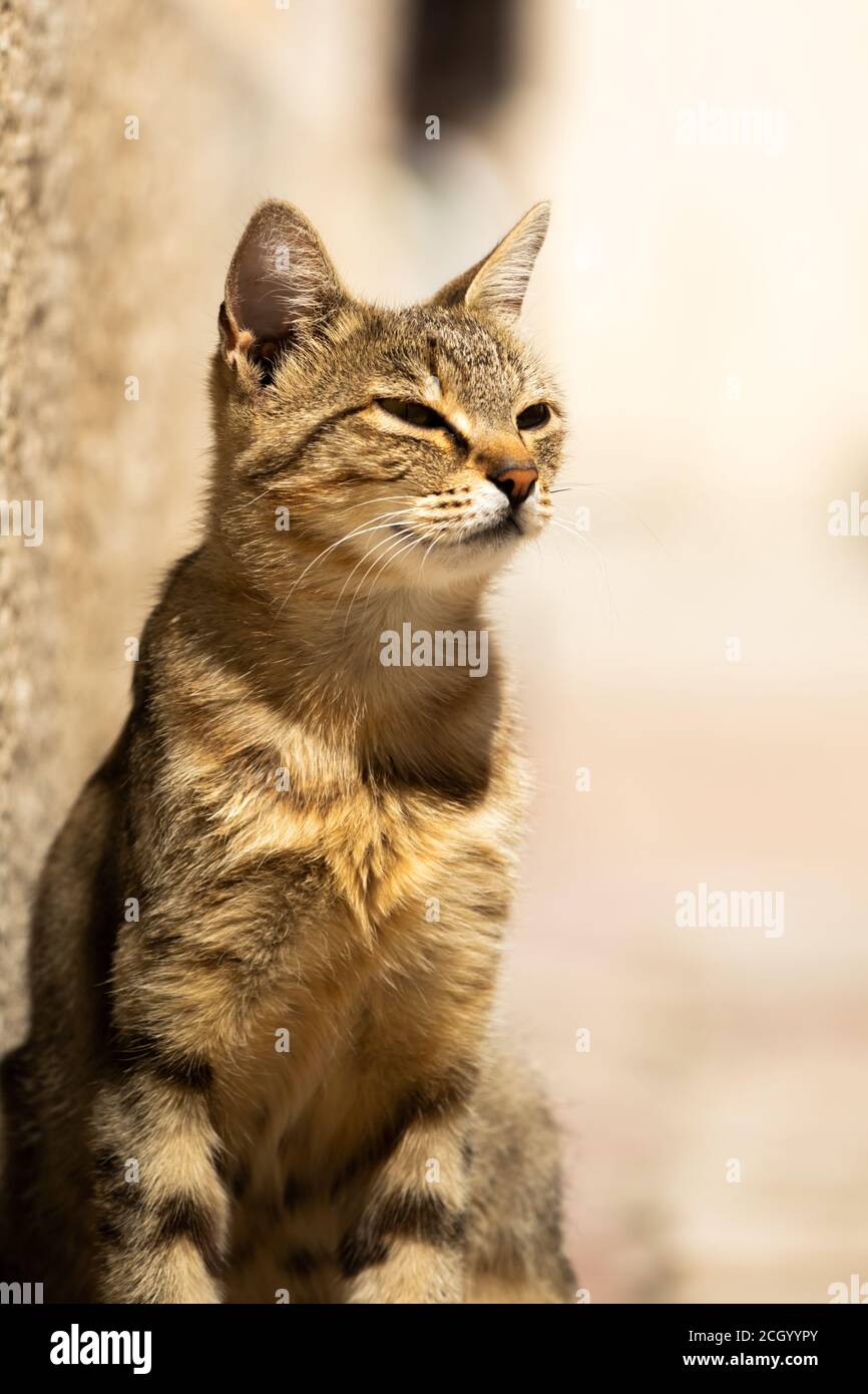 Famous Kotor cats who are very used to people, European old town in ...