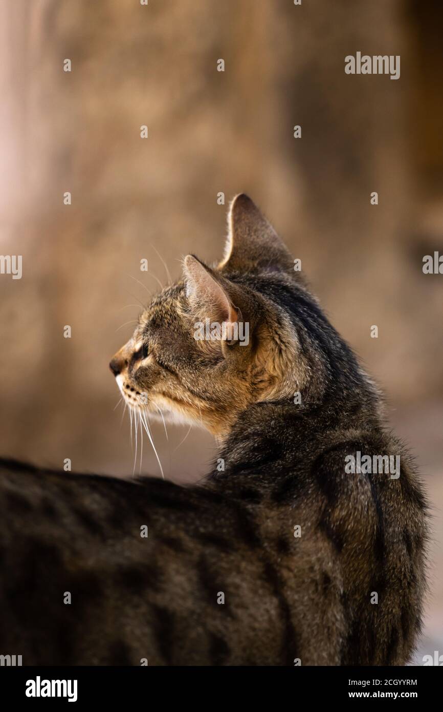 Famous Kotor cats who are very used to people, European old town in ...