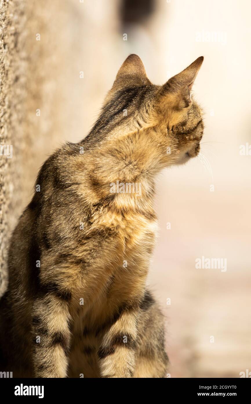 Famous Kotor cats who are very used to people, European old town in ...