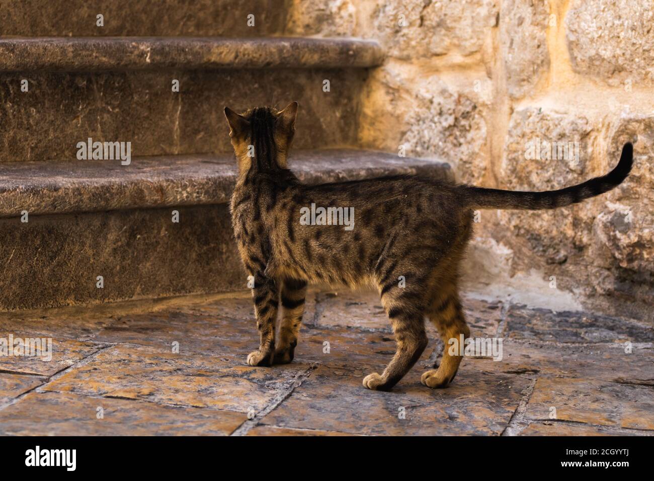 Famous Kotor cats who are very used to people, European old town in ...