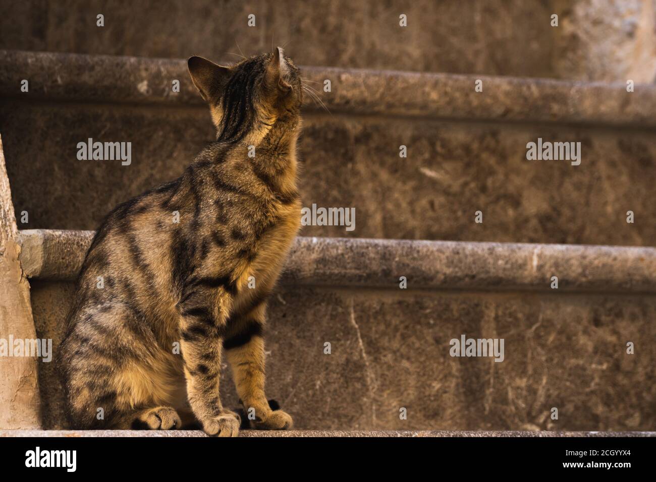Famous Kotor cats who are very used to people, European old town in ...