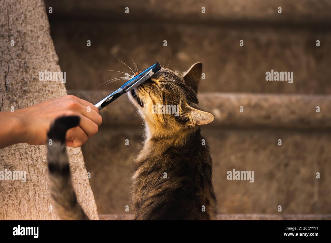 Famous Kotor cats who are very used to people, European old town in ...