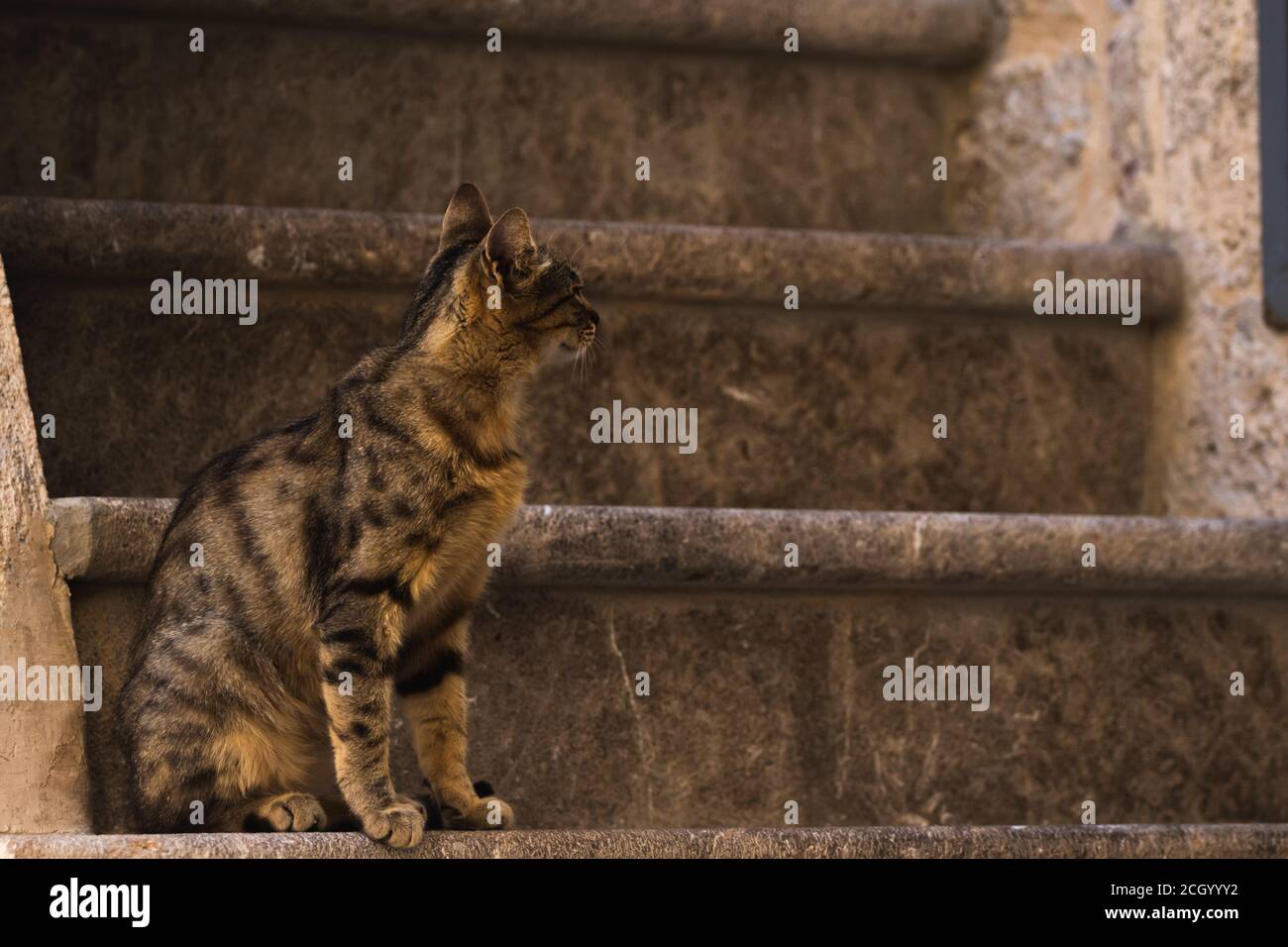 Famous Kotor cats who are very used to people, European old town in ...