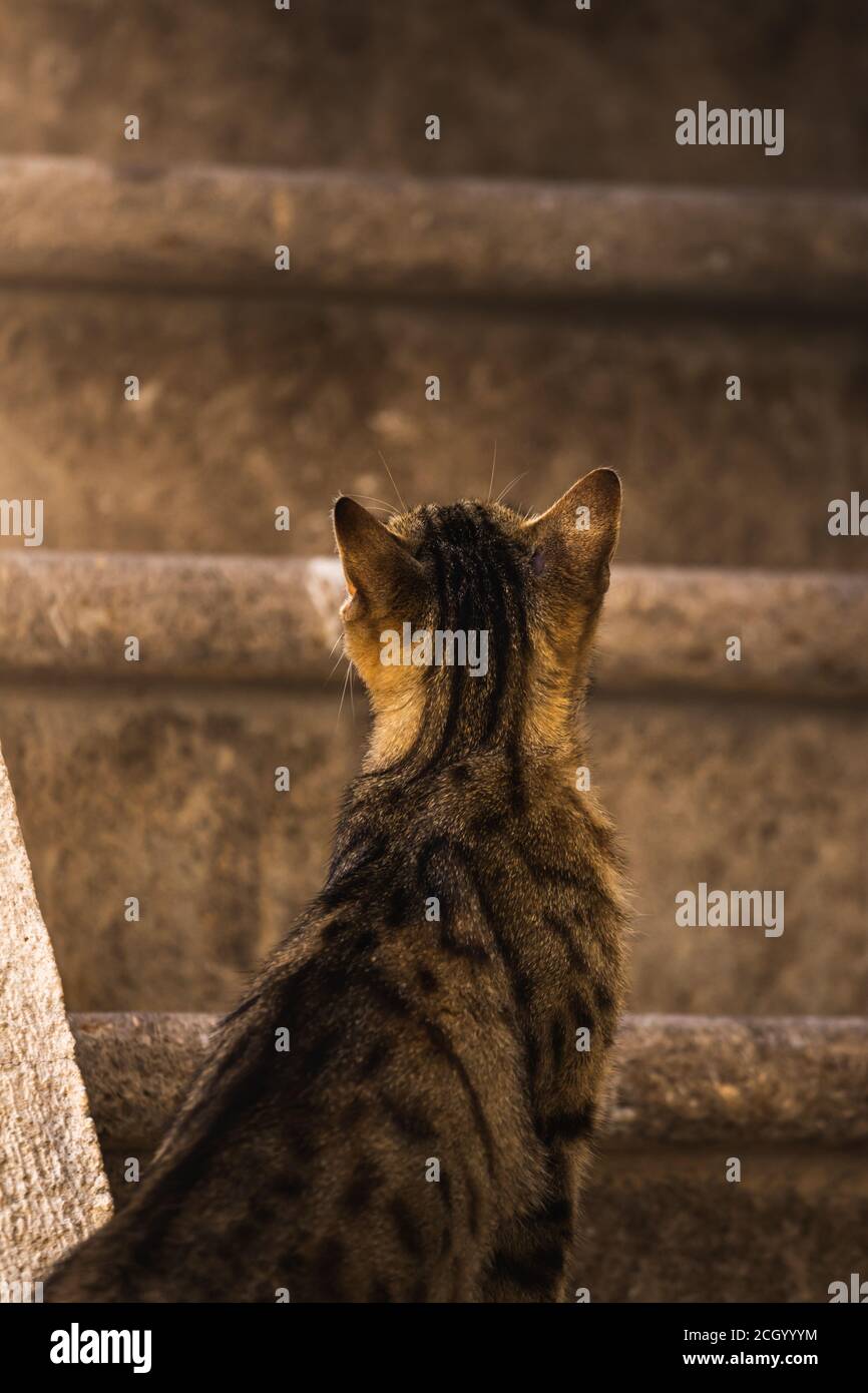 Famous Kotor cats who are very used to people, European old town in ...